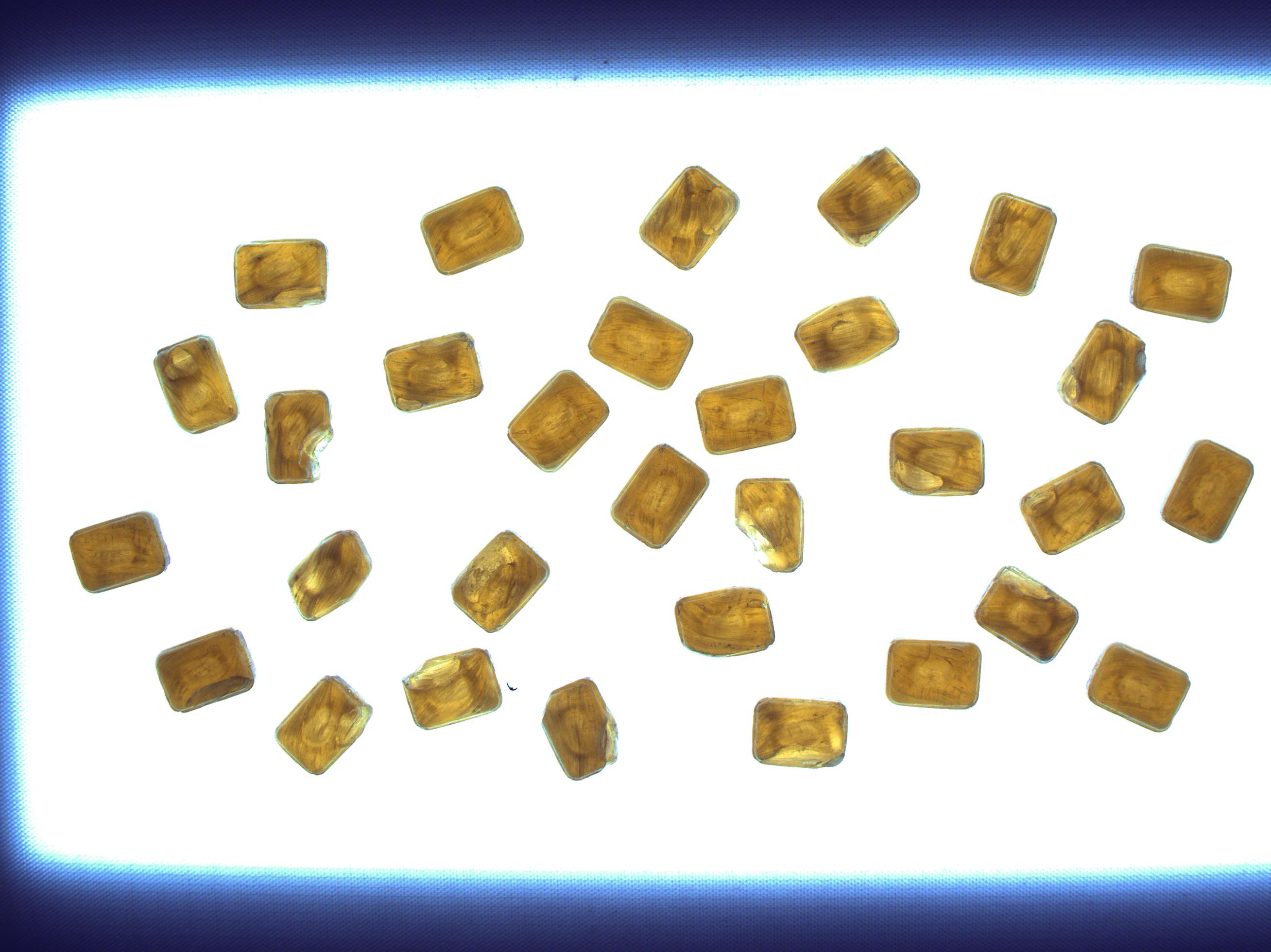 candy_sample_2 Instance Segmentation Model by Waseda University