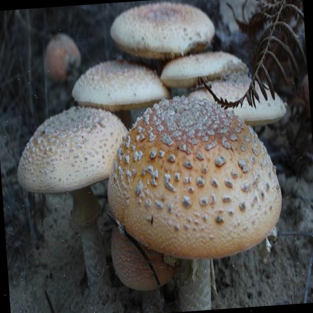 Split Dataset Object Detection Dataset By Mushroom