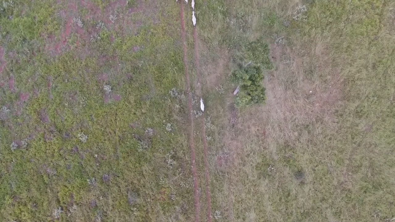 fazenda_mk2 Instance Segmentation Dataset by yuri borrasca