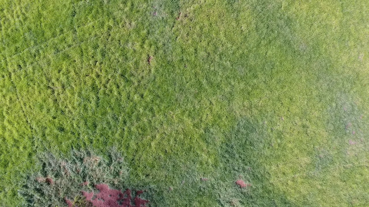 fazenda-seg Instance Segmentation Dataset by yuri borrasca