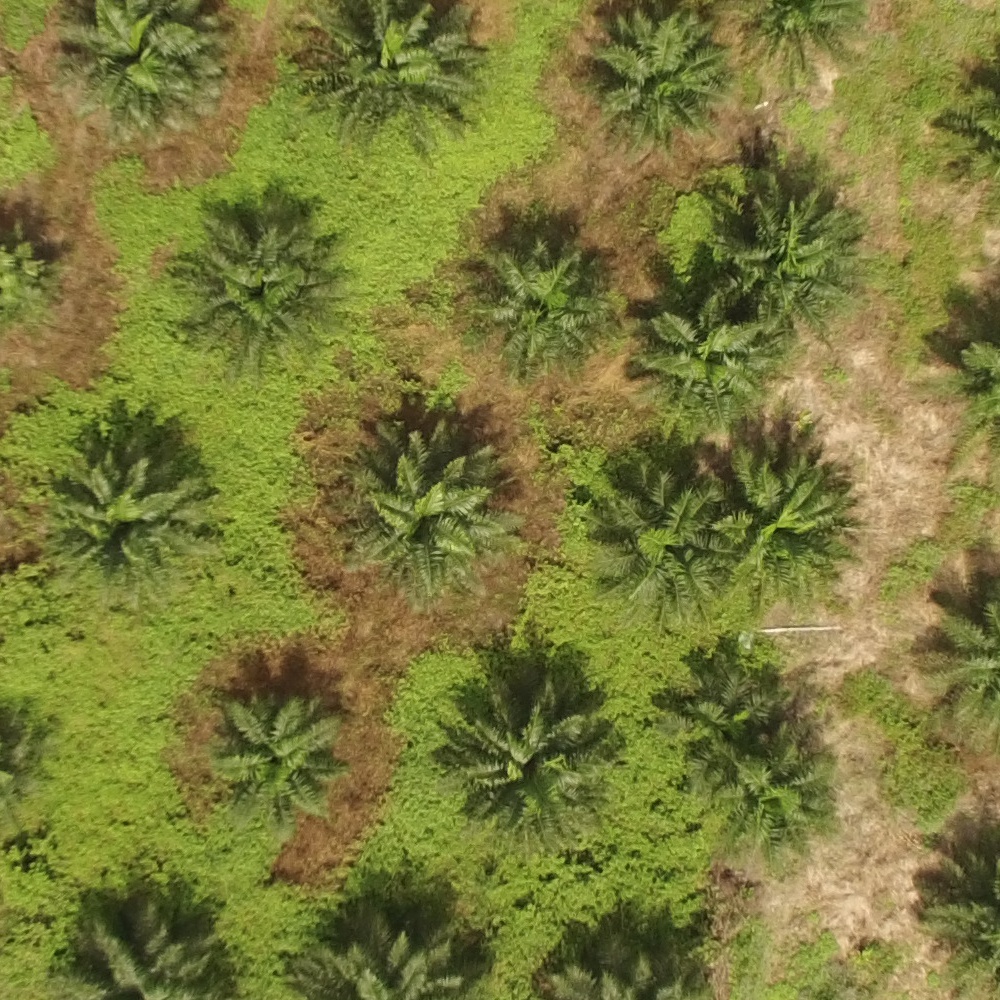 Tree Project 1 - Roboflow Universe