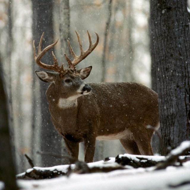 Detect antler-2 Instance Segmentation Dataset and Pre-Trained Model by nimblllll