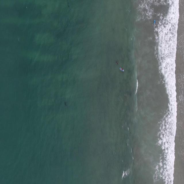 Shark Model 1 Object Detection Dataset By Public Shark Model