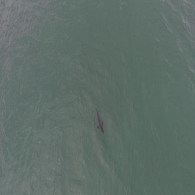 Shark Model 2 Object Detection Dataset By Public Shark Model