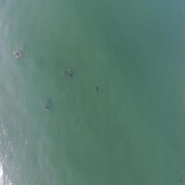 Shark Model 3 Object Detection Dataset By Public Shark Model