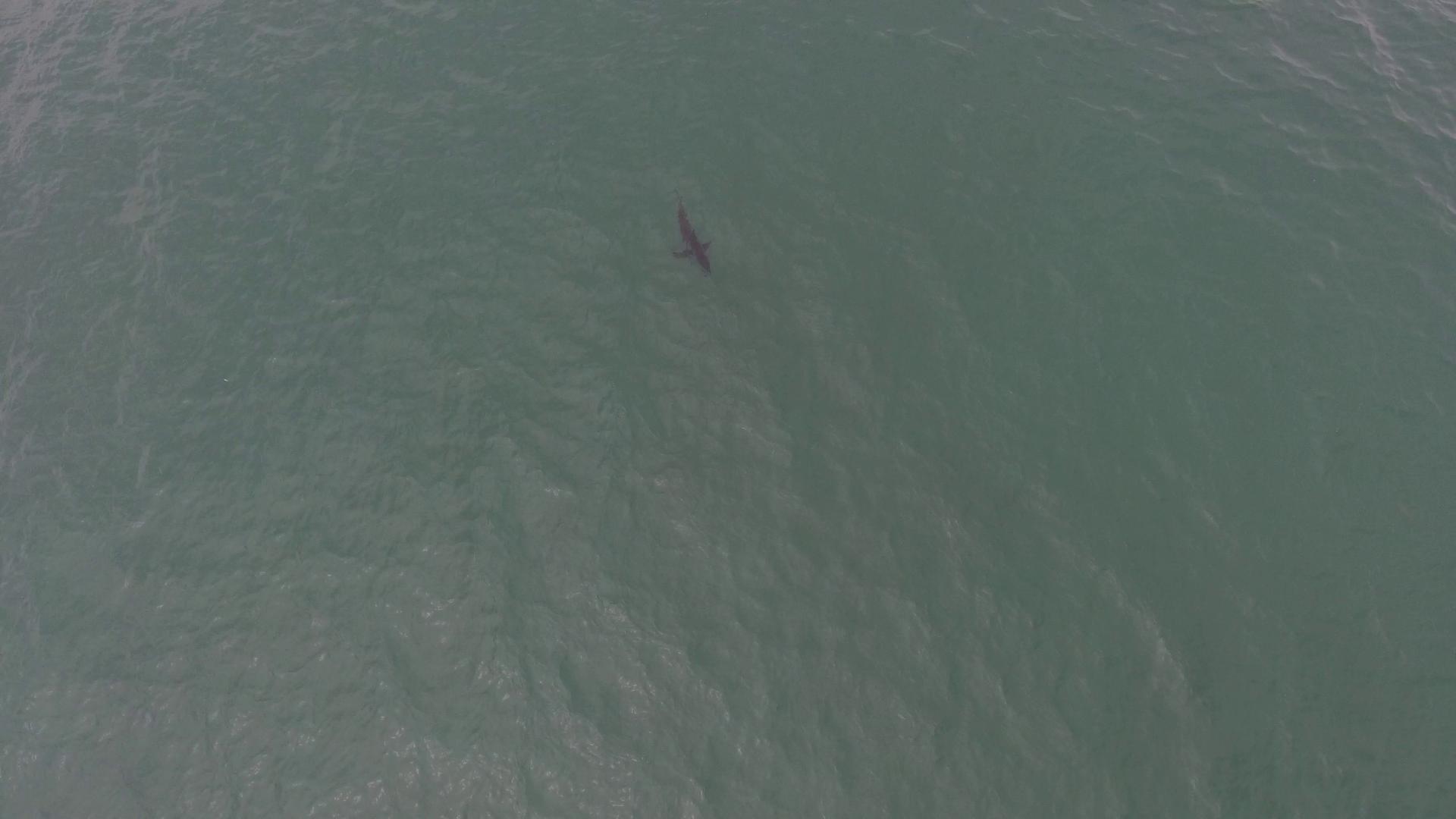 Shark Modeling Object Detection Dataset And Pre Trained Model By Public