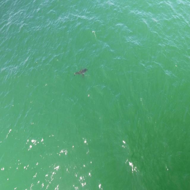 Shark Model 5 Object Detection Dataset By Public Shark Model