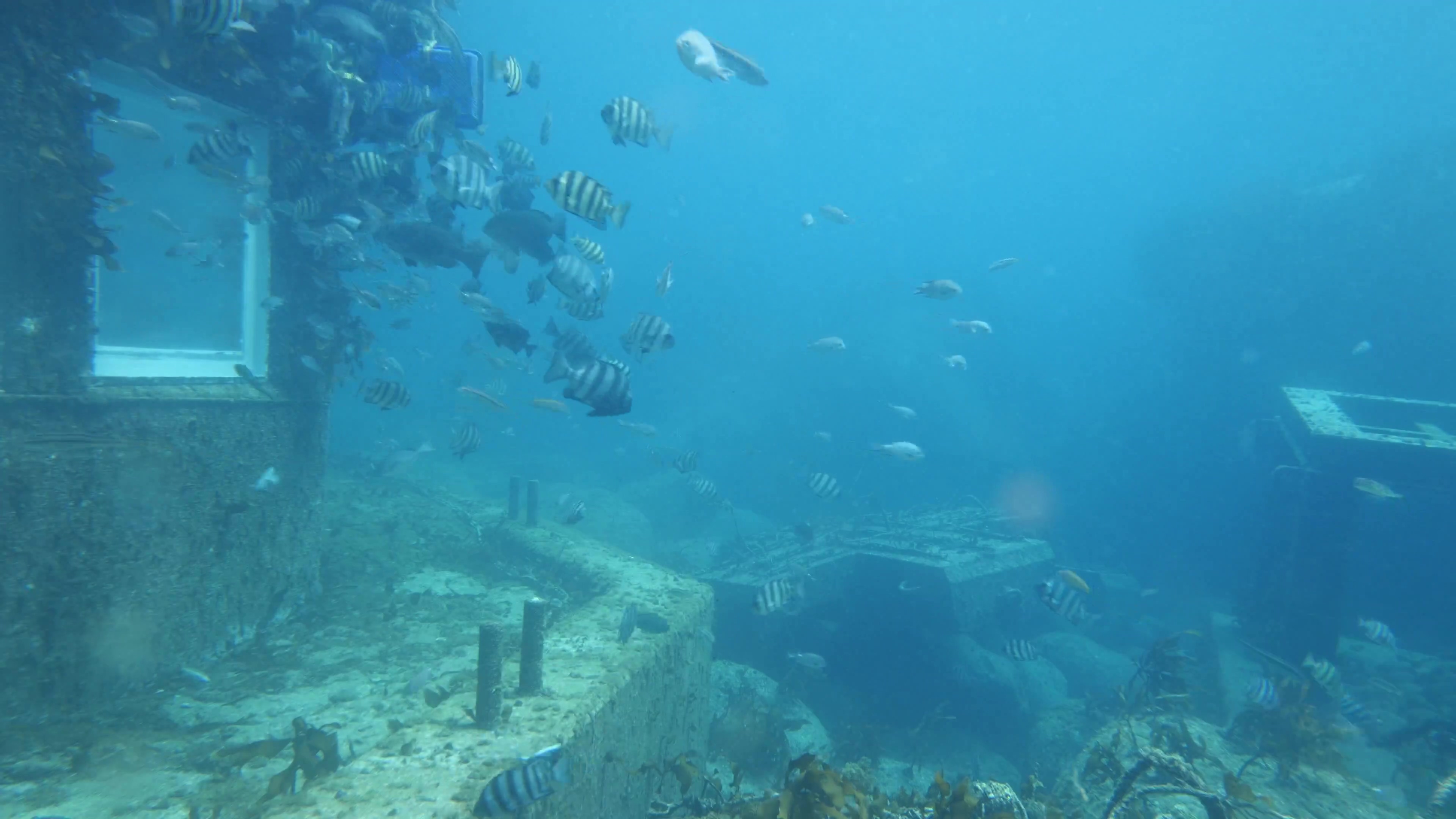 EastSea Fish Object Detection Dataset and Pre-Trained Model by Yosup