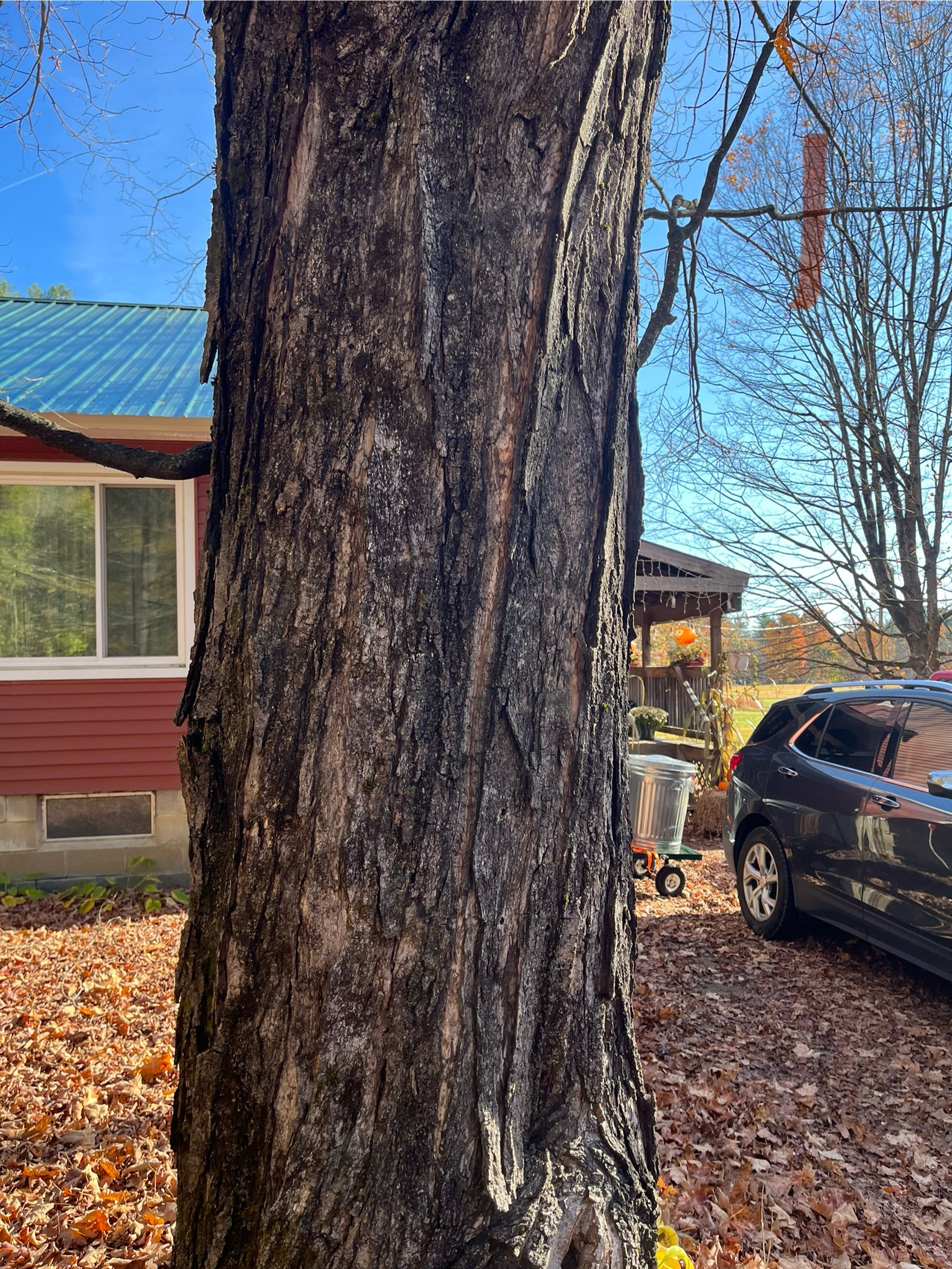 maple trees Object Detection Dataset by maple trees