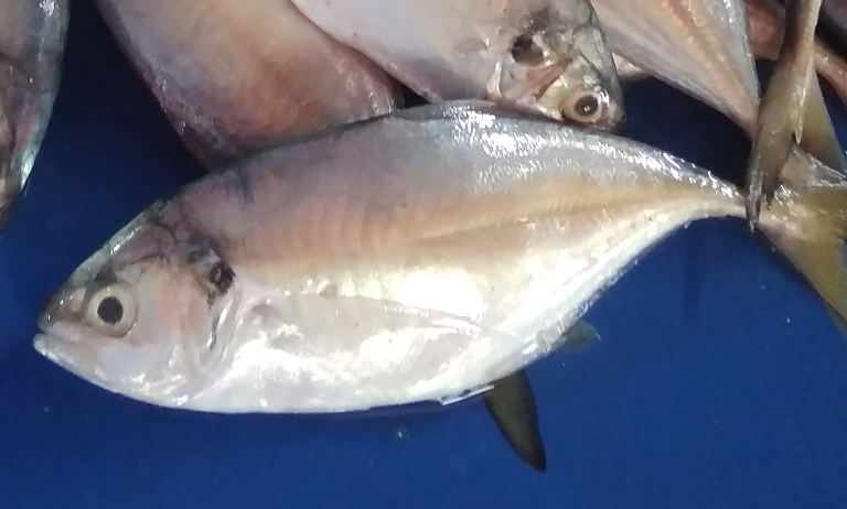 fish Classification Model by ikan