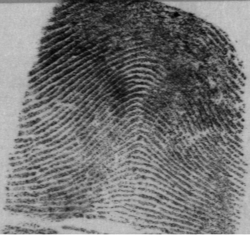 Fingerprint pattern classifier Classification Dataset by Fingerprint Generation