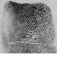 Fingerprint Generation - Roboflow Universe