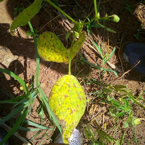 Plant Detecton Object Detection Dataset And Pre Trained Model By Plant