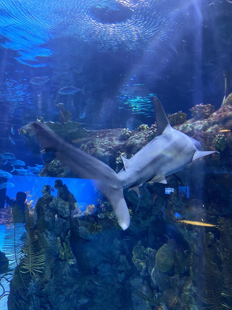 Underwater Object Detection Object Detection Dataset By Esha Narula