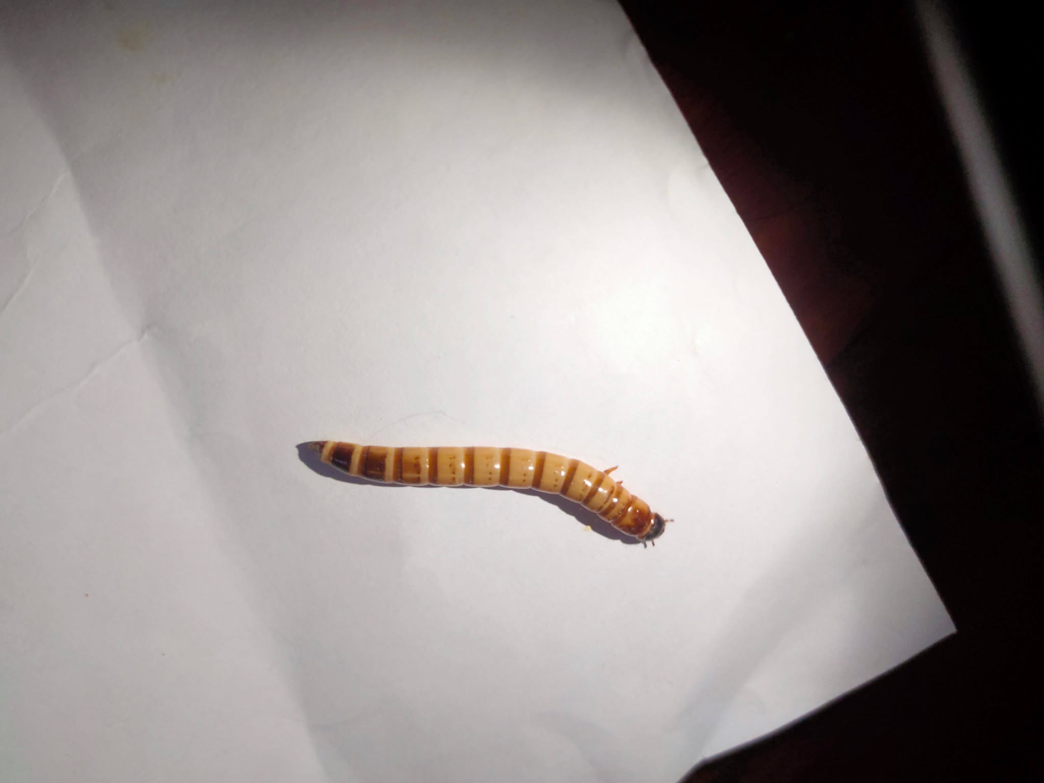 Pest Detection Object Detection Dataset And Pre Trained Model By Project