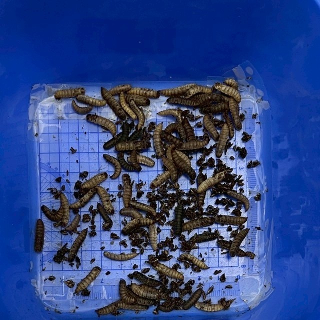 BSF_annv2 Instance Segmentation Model by LZT