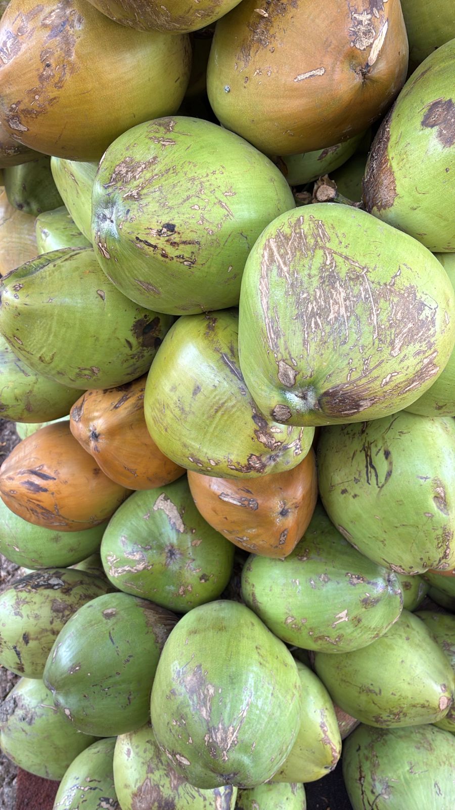 Coconut_maturity_Classification Classification Model by Tejaswini D
