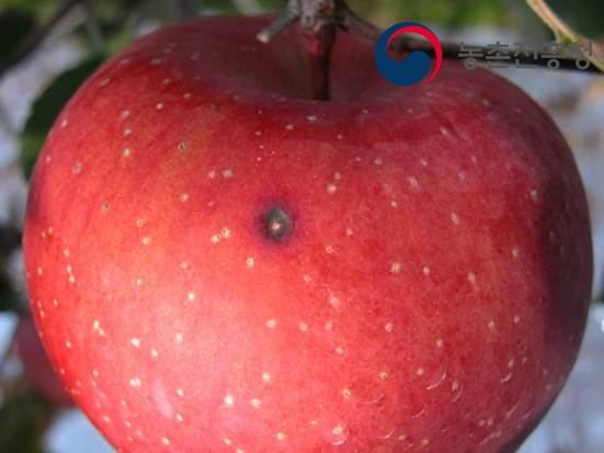 apple Object Detection Model by capstone