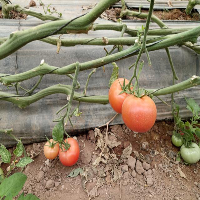 Tomato Detection Object Detection Dataset And Pre Trained Model By Custom
