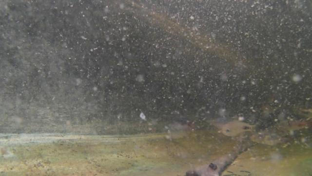 fish detection Object Detection Dataset by Depondfi