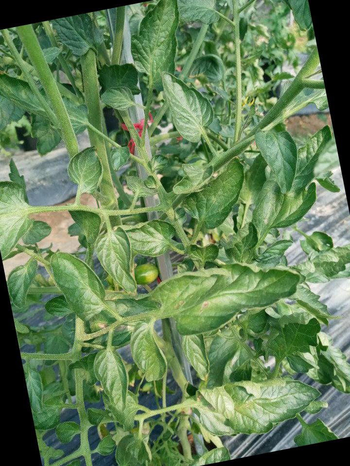 Tomato Leaves Healthy Unhealthy Detection Object Detection Dataset And