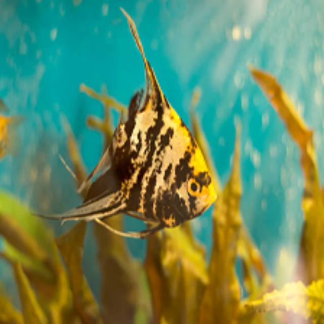 fish Object Detection Dataset and Pre-Trained Model by HWfacerecon