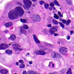 path Object Detection Dataset and Pre-Trained Model by bsrolster