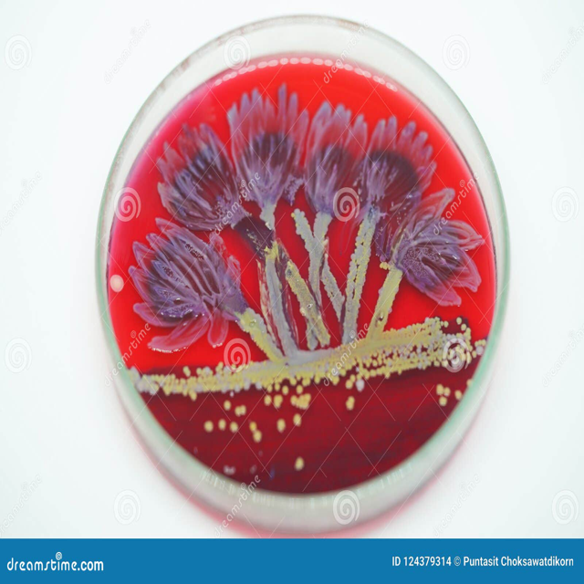 staph Object Detection Dataset by microAItron