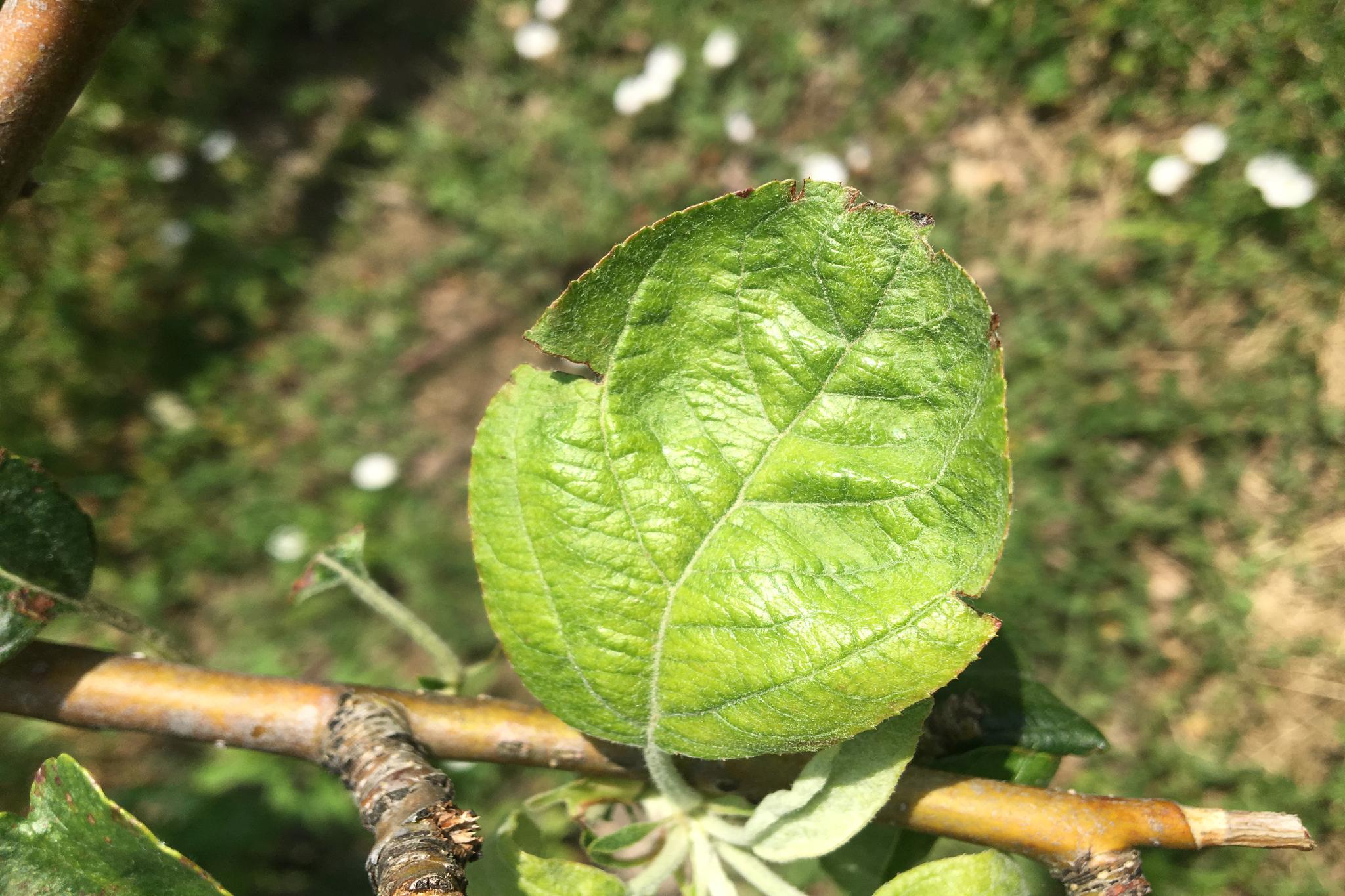 apple disease detection Classification Dataset by Disease Detection