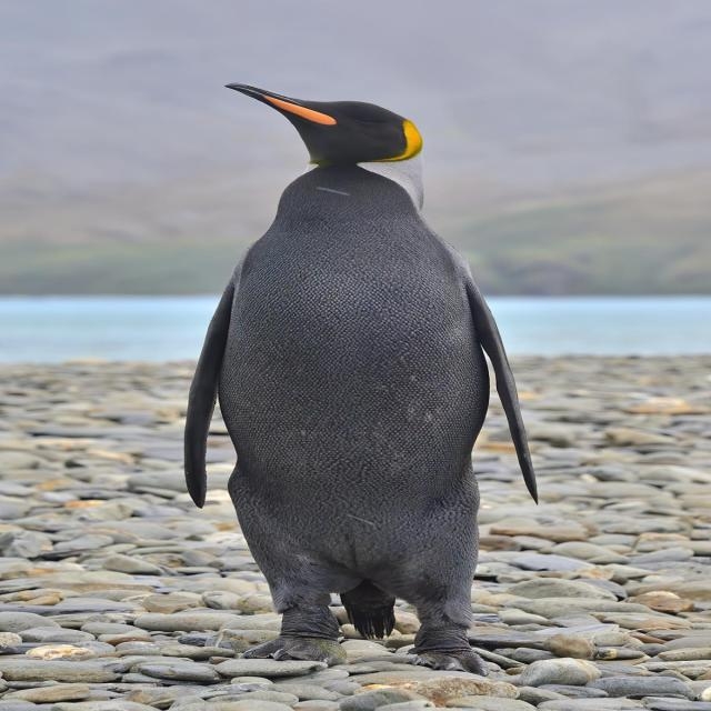 penguin-finder-seg-fsod-ixnv Object Detection Dataset by rf100vltemp