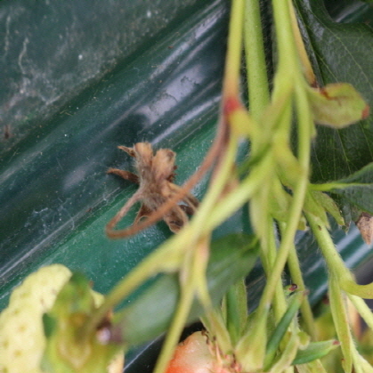 Alshameri Instance Segmentation Dataset and Pre-Trained Model by Alshameri