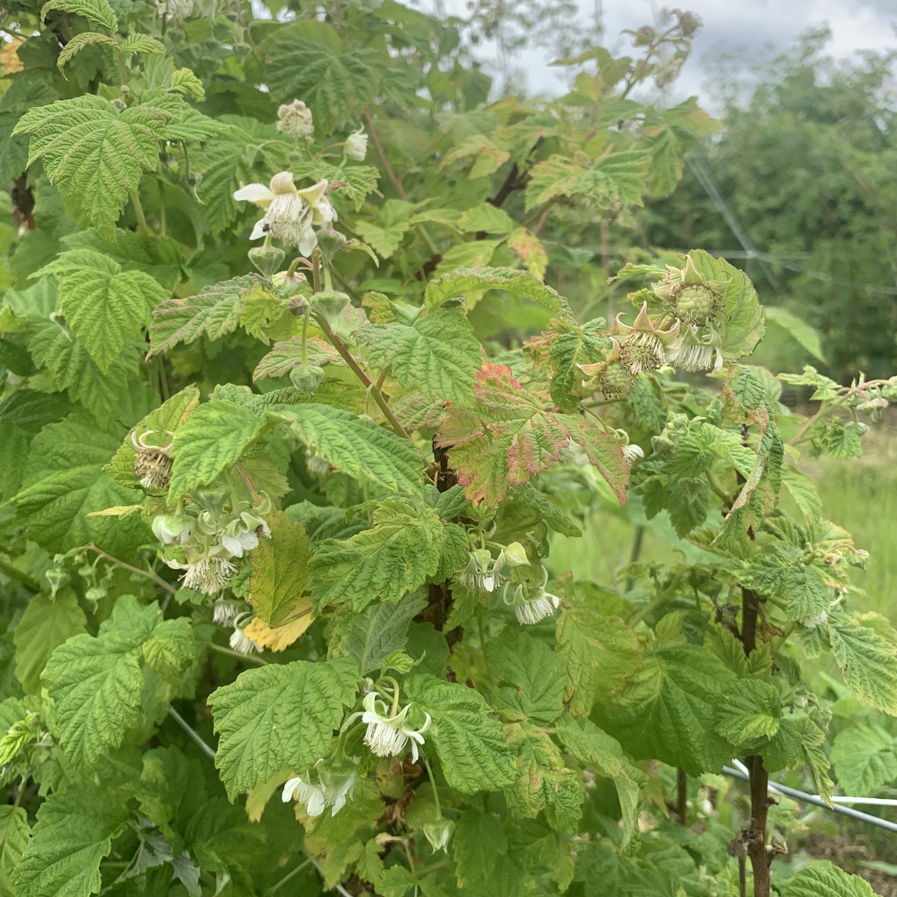 RaspberryCounter Object Detection Dataset and Pre-Trained Model by Cool Internship