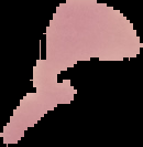 Malaria Parasite Object Detection Dataset and Pre-Trained Model by None