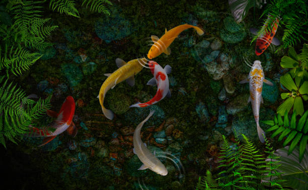 koi_carp fish Object Detection Dataset by University of Moratuwa