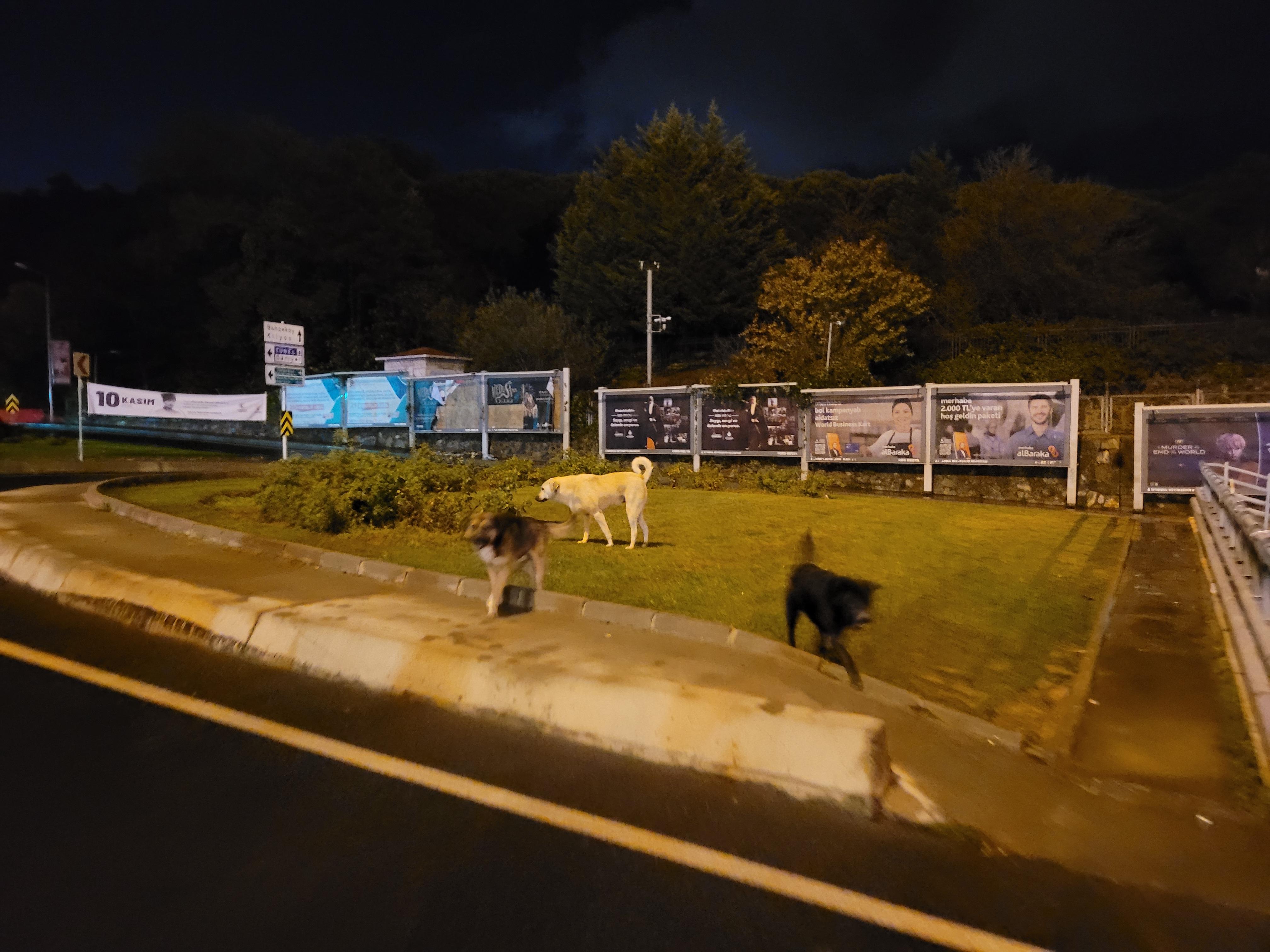 Stray Dogs Filtered Object Detection Dataset by DS workspace