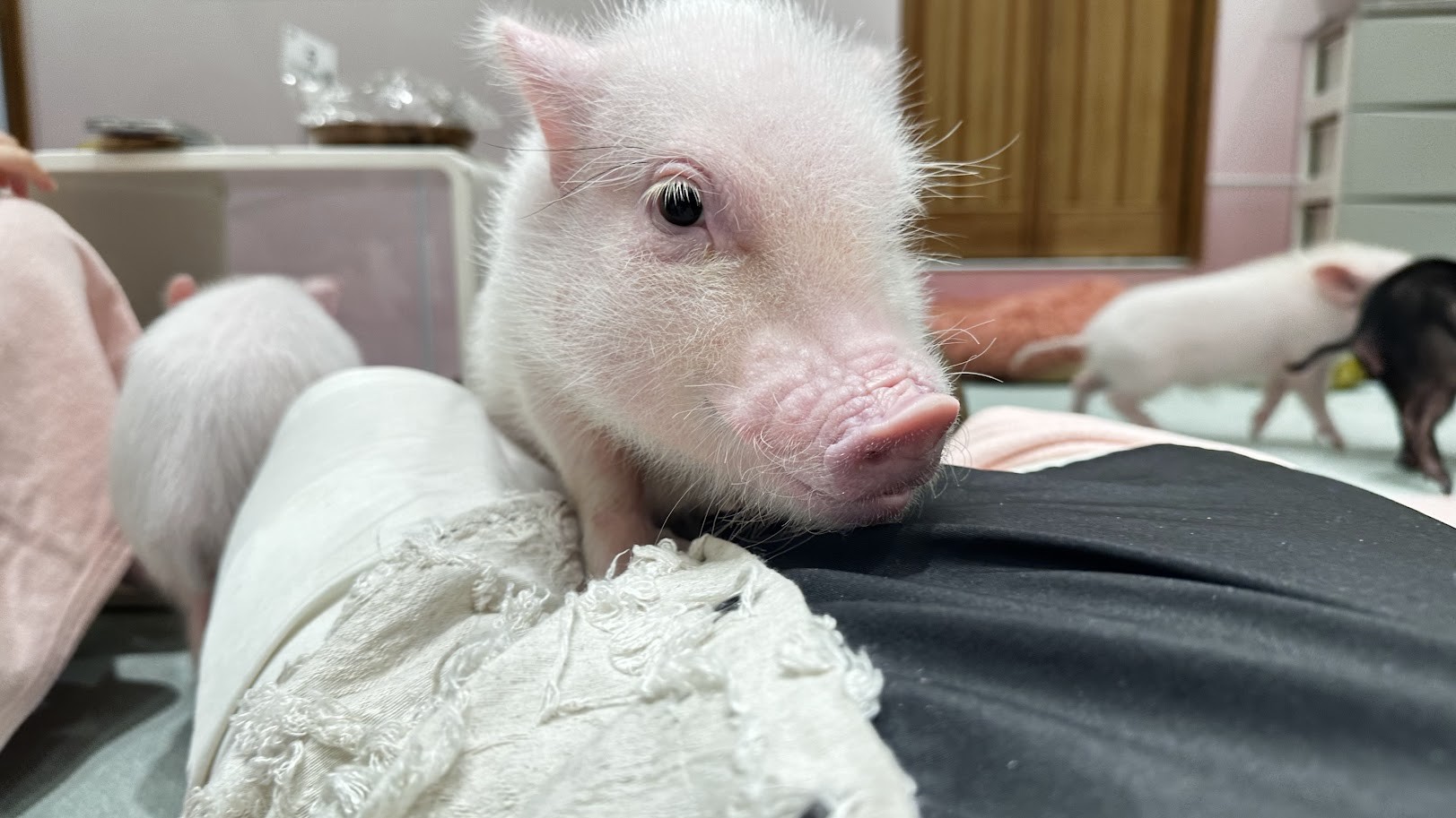 Pig Object Detection Model by Ray