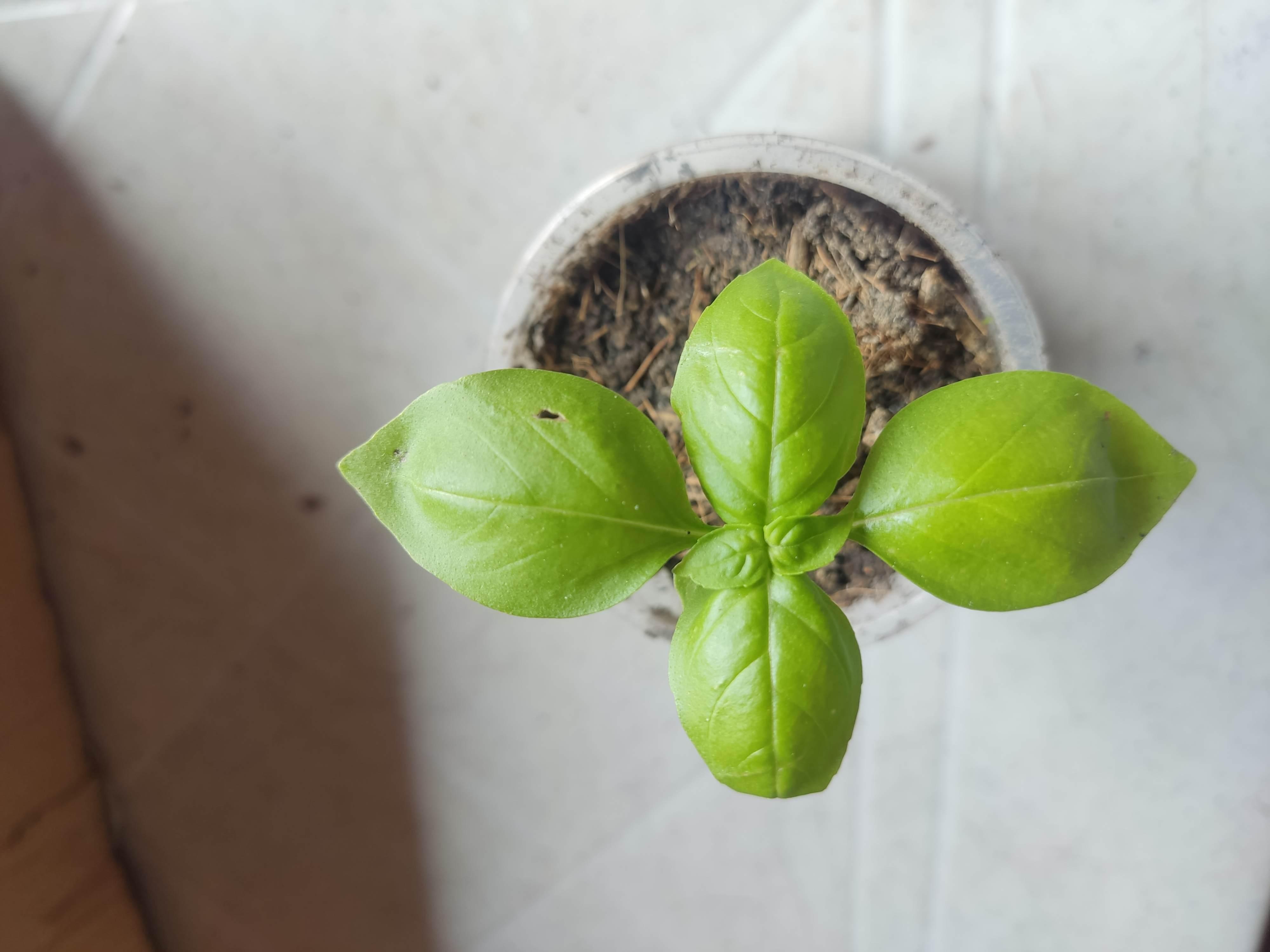 BASIL DISEASE DETECTION Instance Segmentation Model by Jarapla Prashanth
