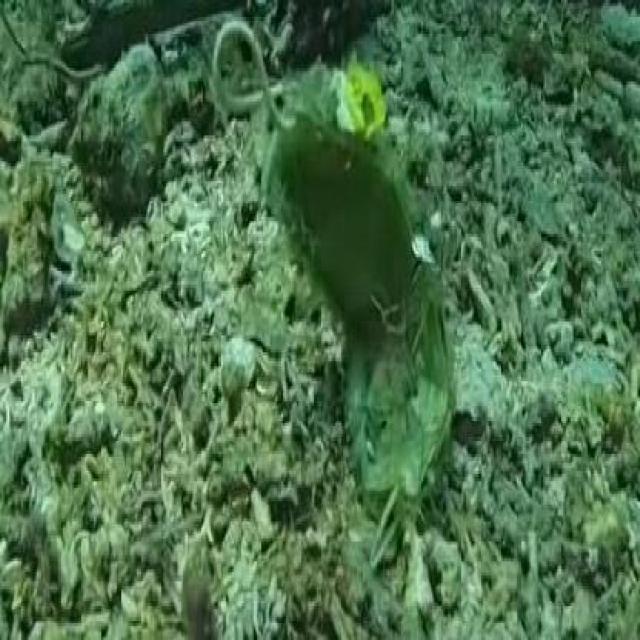 Underwater Object Object Detection Dataset And Pre Trained Model By Ann