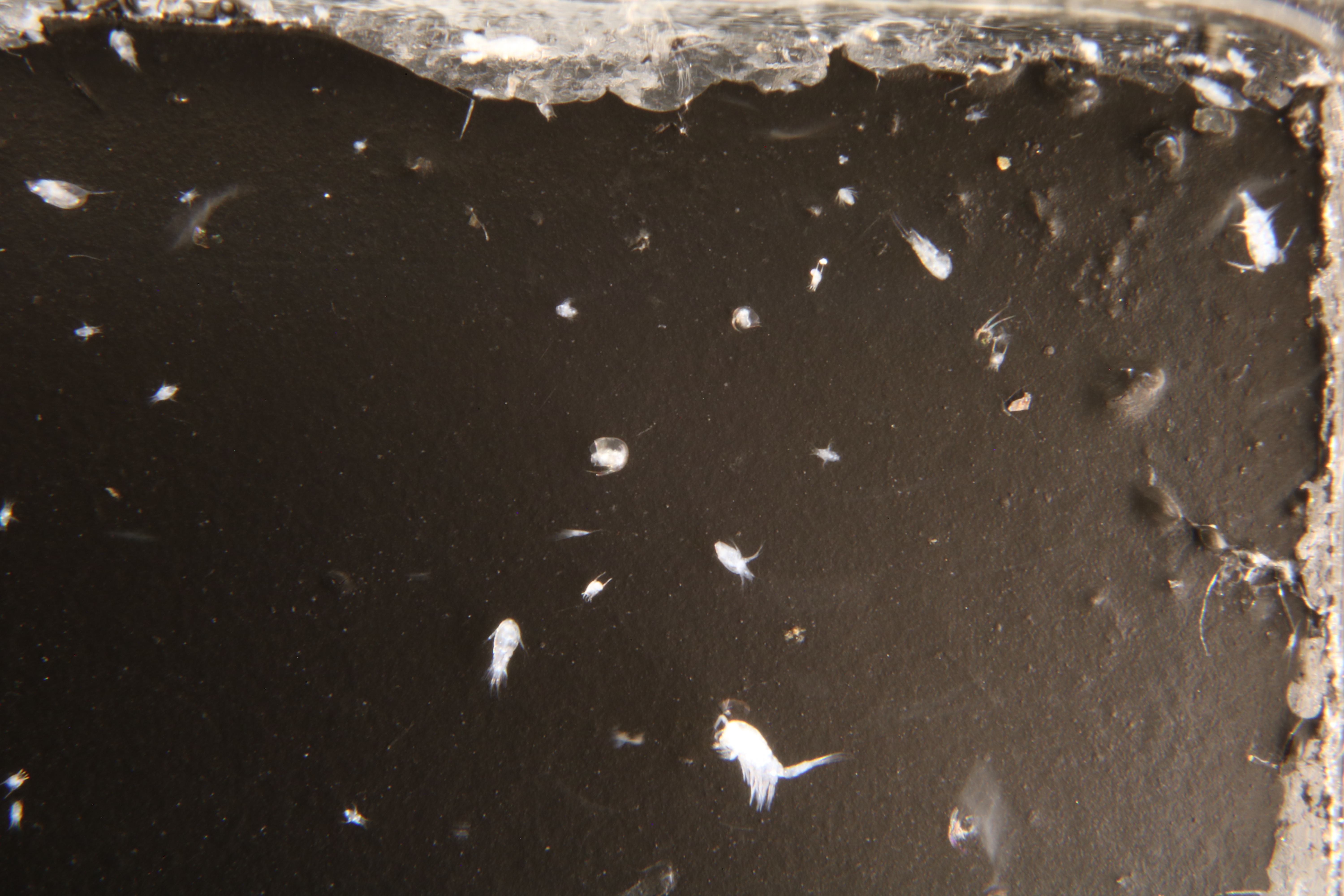 Plankton Object Detection Dataset by Delfi