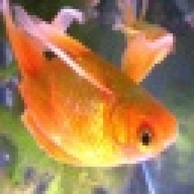 like:ornamental-fish/fish-diseases | Roboflow Universe Search