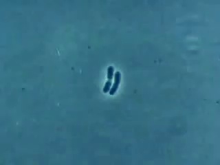 bacteri 33 Object Detection Dataset by arya