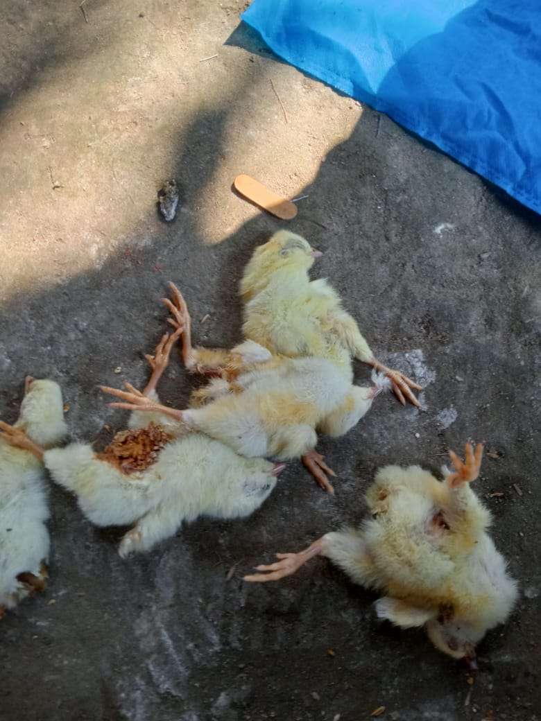 dead chicken Instance Segmentation Dataset by Dead Chicken Counting New after ending previous credit