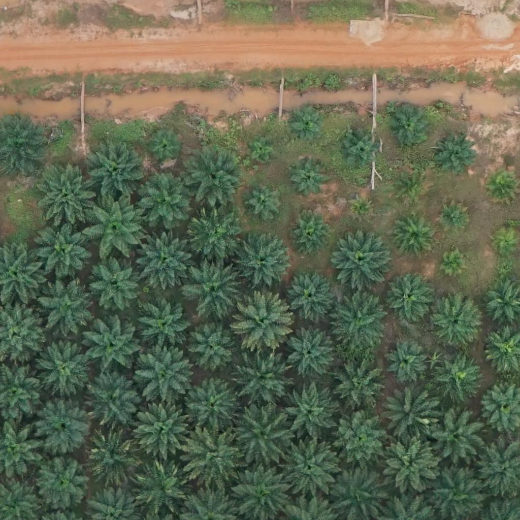 Oil Palm Using Uav Object Detection Model By Palm Oil