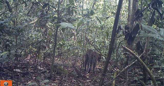 leopard Object Detection Dataset by Wildlife