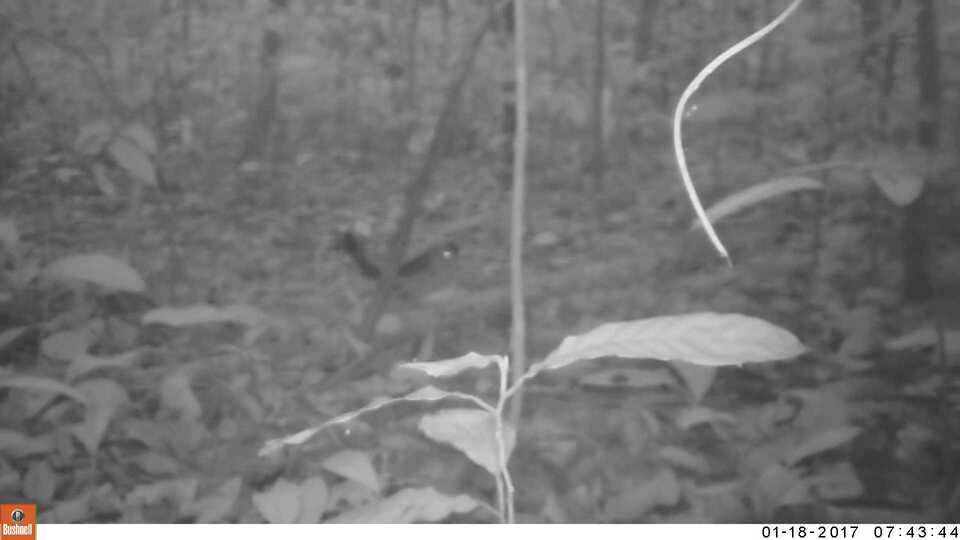 Rodent Object Detection Dataset By Wildlife