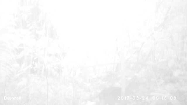 try1(leopard,antelope,bird) Object Detection Dataset by Wildlife