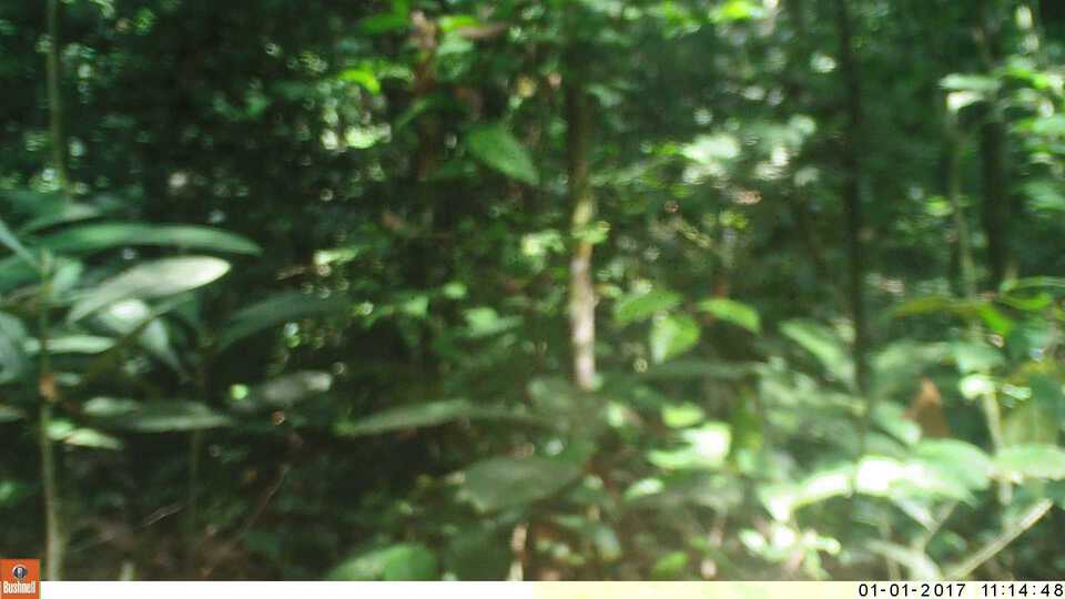 Final Dataset 200 Object Detection Dataset By Wildlife