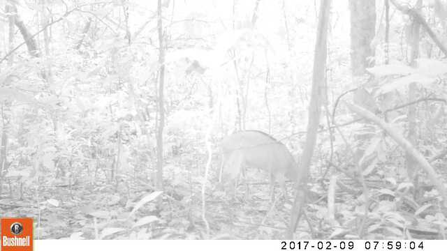 ValidDataset Object Detection Dataset by Wildlife