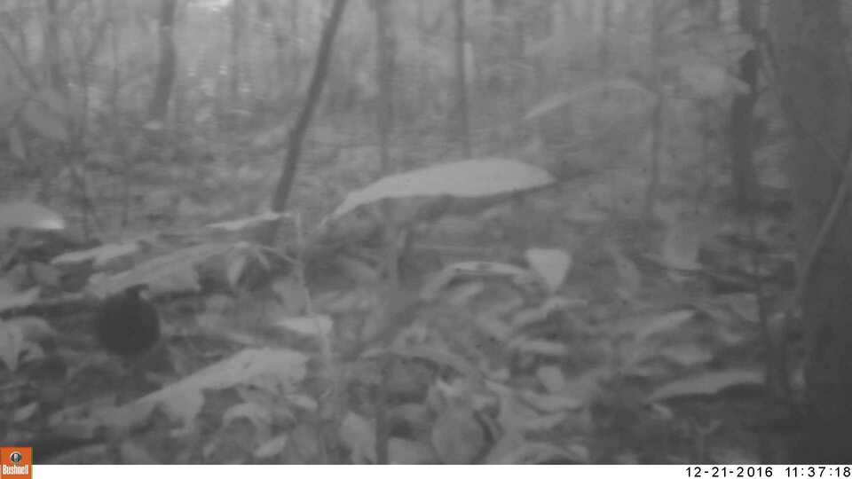 bird Object Detection Dataset by Wildlife