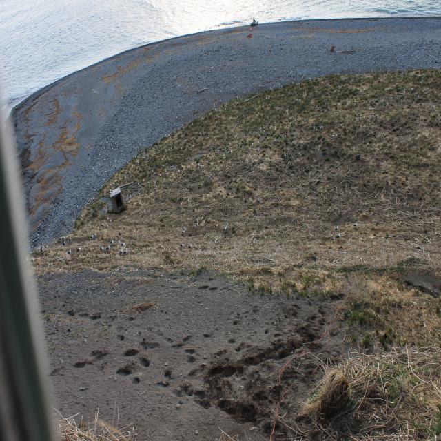 Seagull detection Object Detection Dataset by Competition